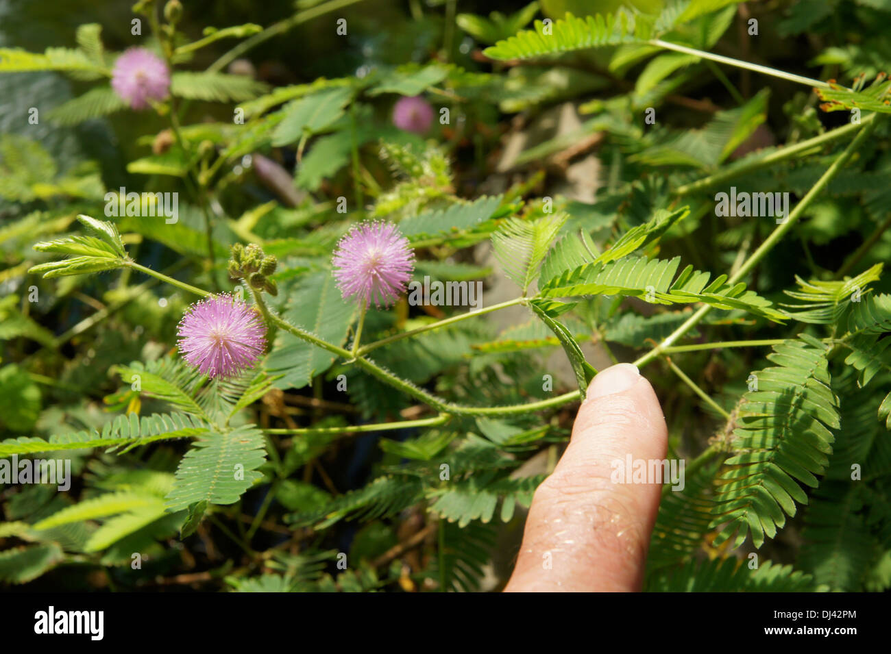 Mimosa pudica, Mimose Stock Photo - Alamy