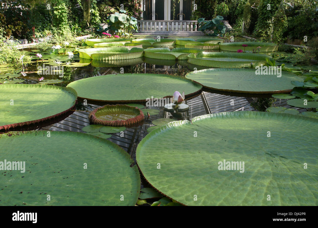 Victoria regia waterlily hi-res stock photography and images - Alamy