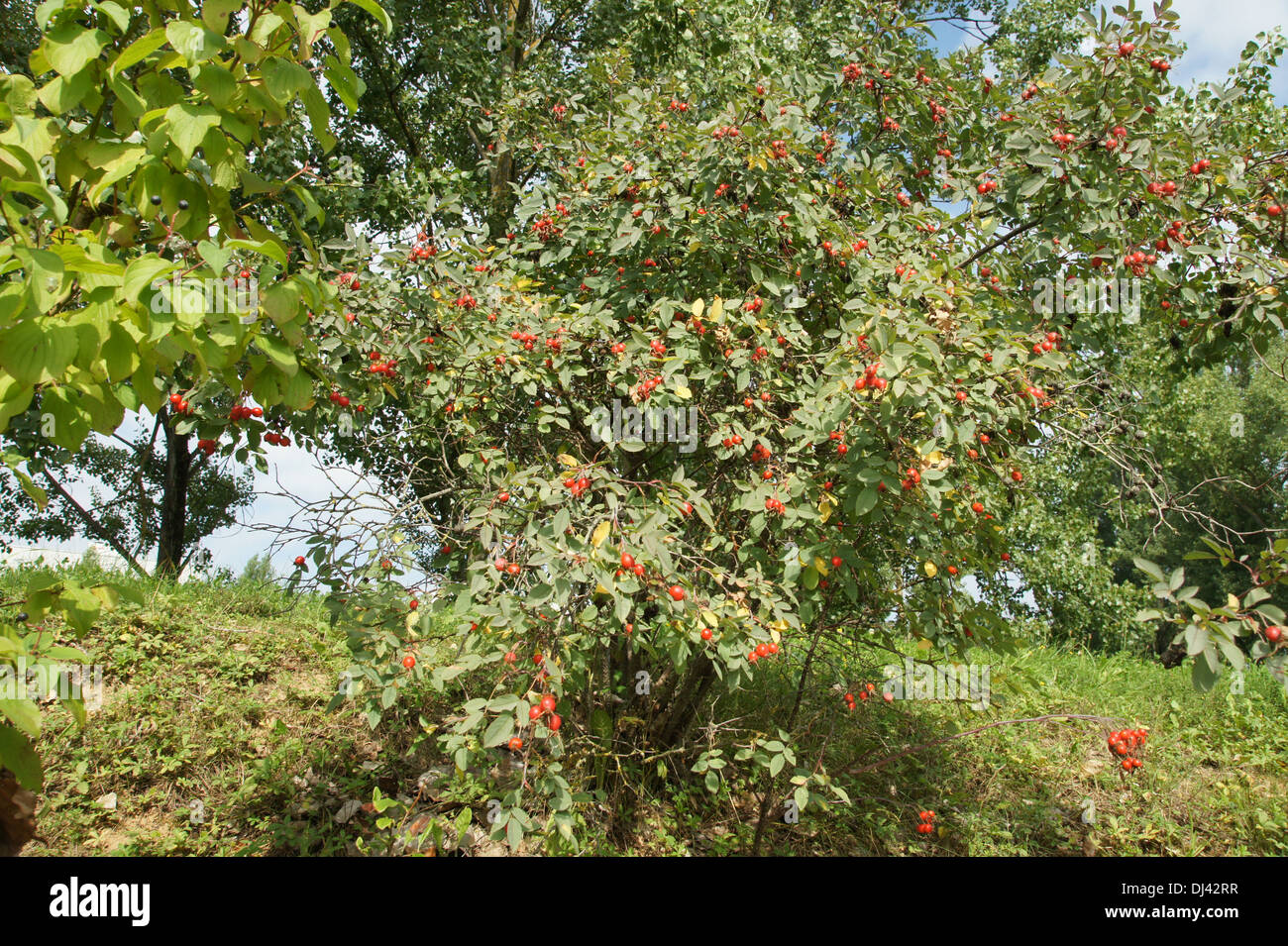 Rosa glauca, Blaue Hechtrose, redleaf rose Stock Photo - Alamy