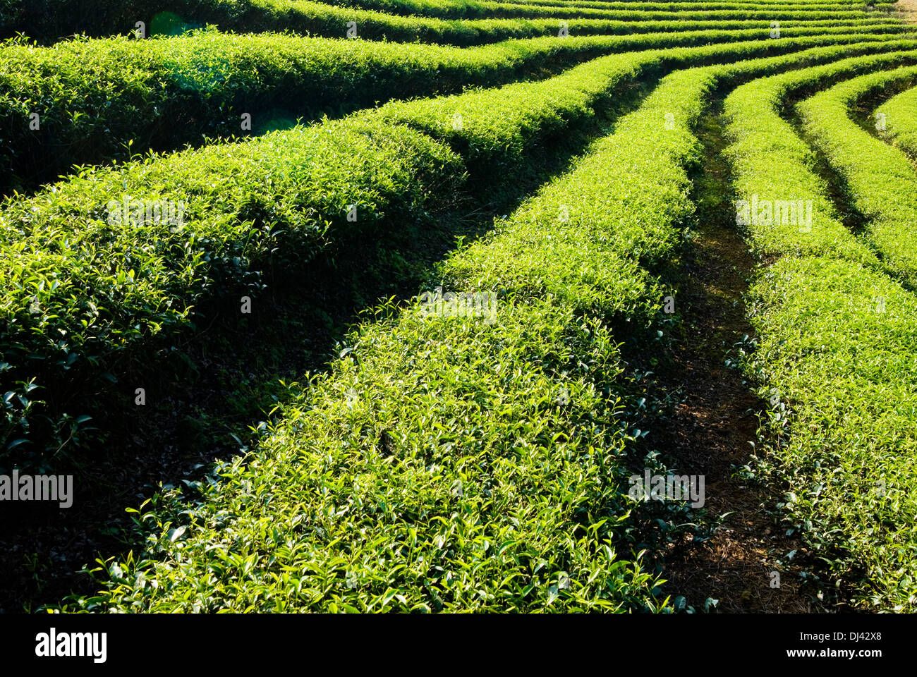 Tea trees hi-res stock photography and images - Alamy