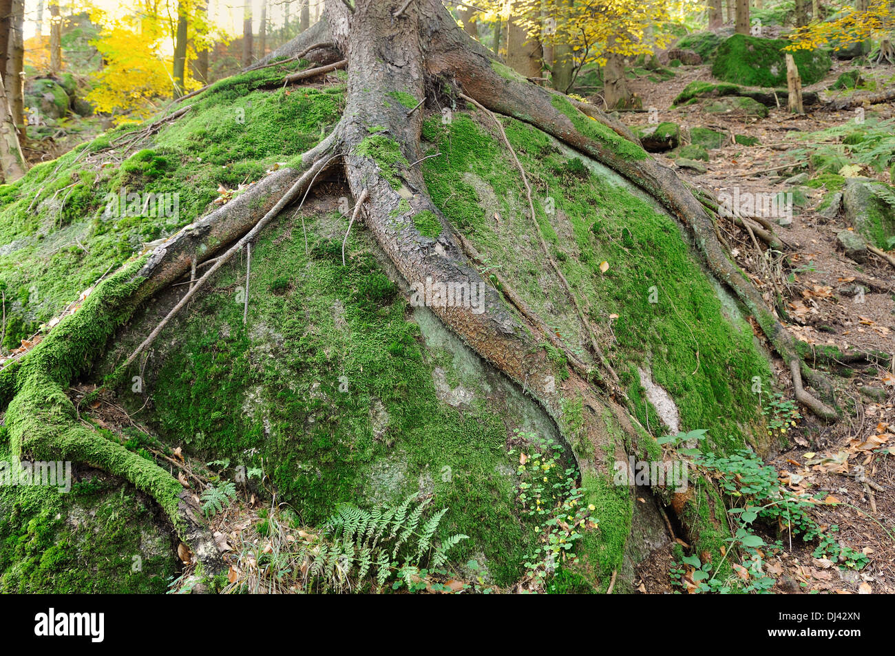 Tree roots wrapped around a large stone Stock Photo - Alamy
