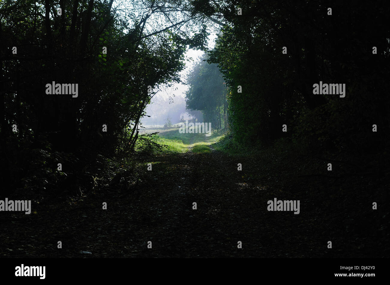The dark path Stock Photo - Alamy