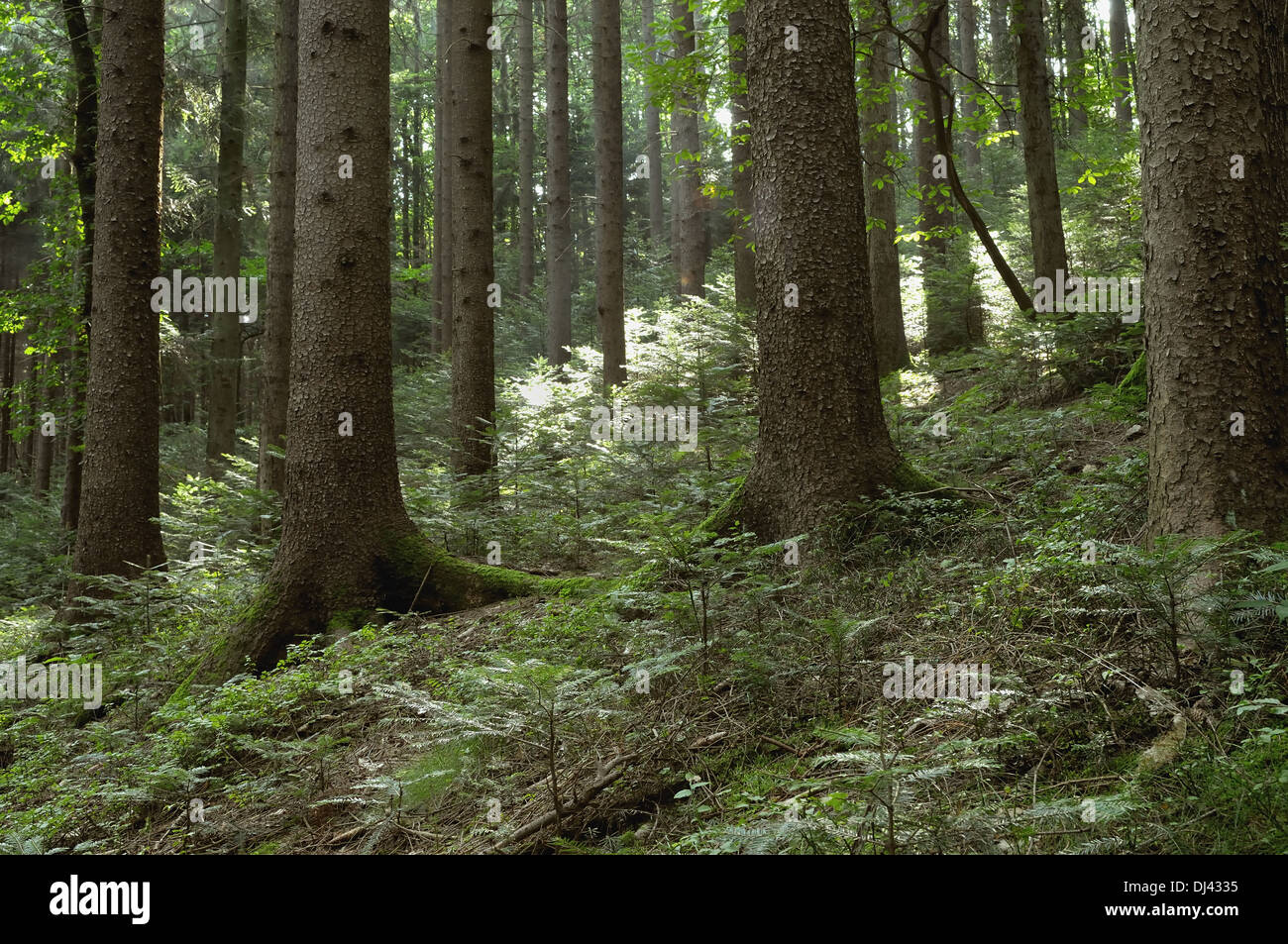 High forest - spruce forest Stock Photo - Alamy