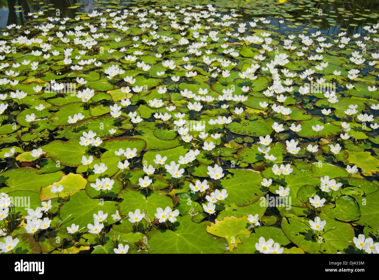 White water snowflake field Stock Photo - Alamy