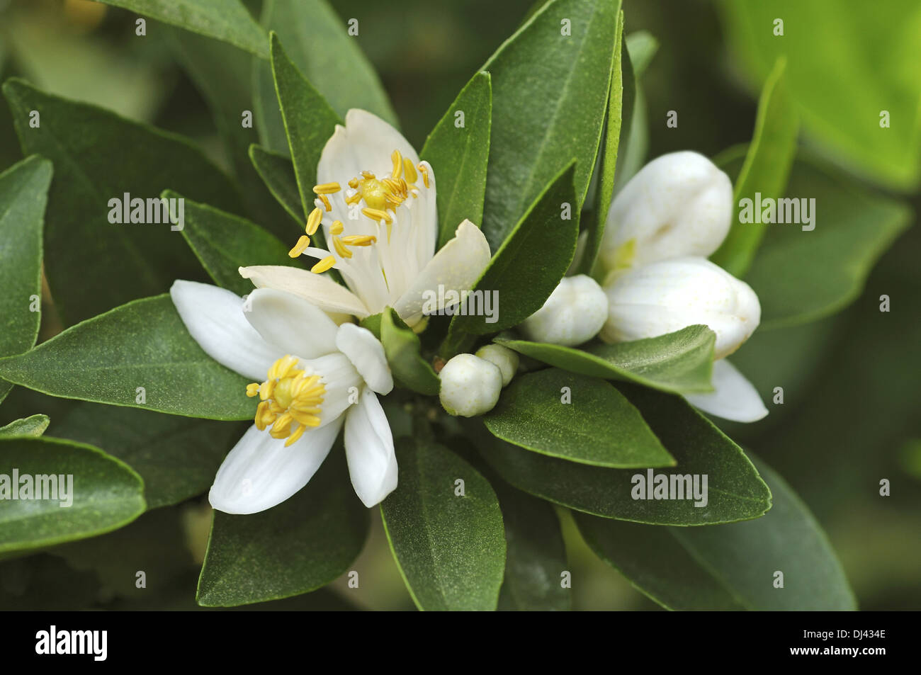 Lemone hi-res stock photography and images - Alamy
