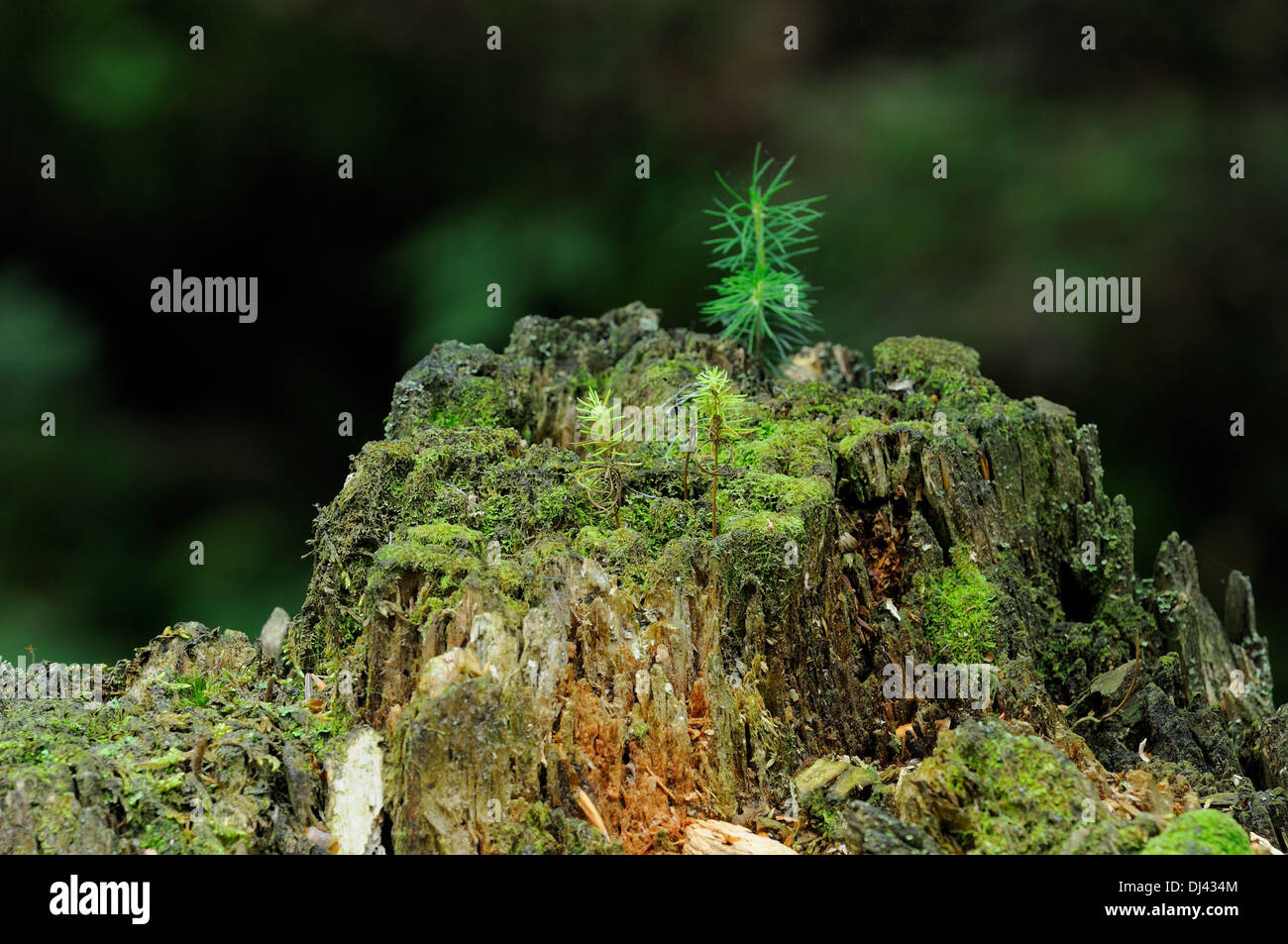 Microcosm forest floor Stock Photo - Alamy