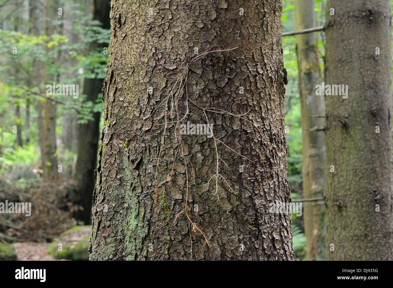 Tree trunk in the middle of the forest Stock Photo - Alamy