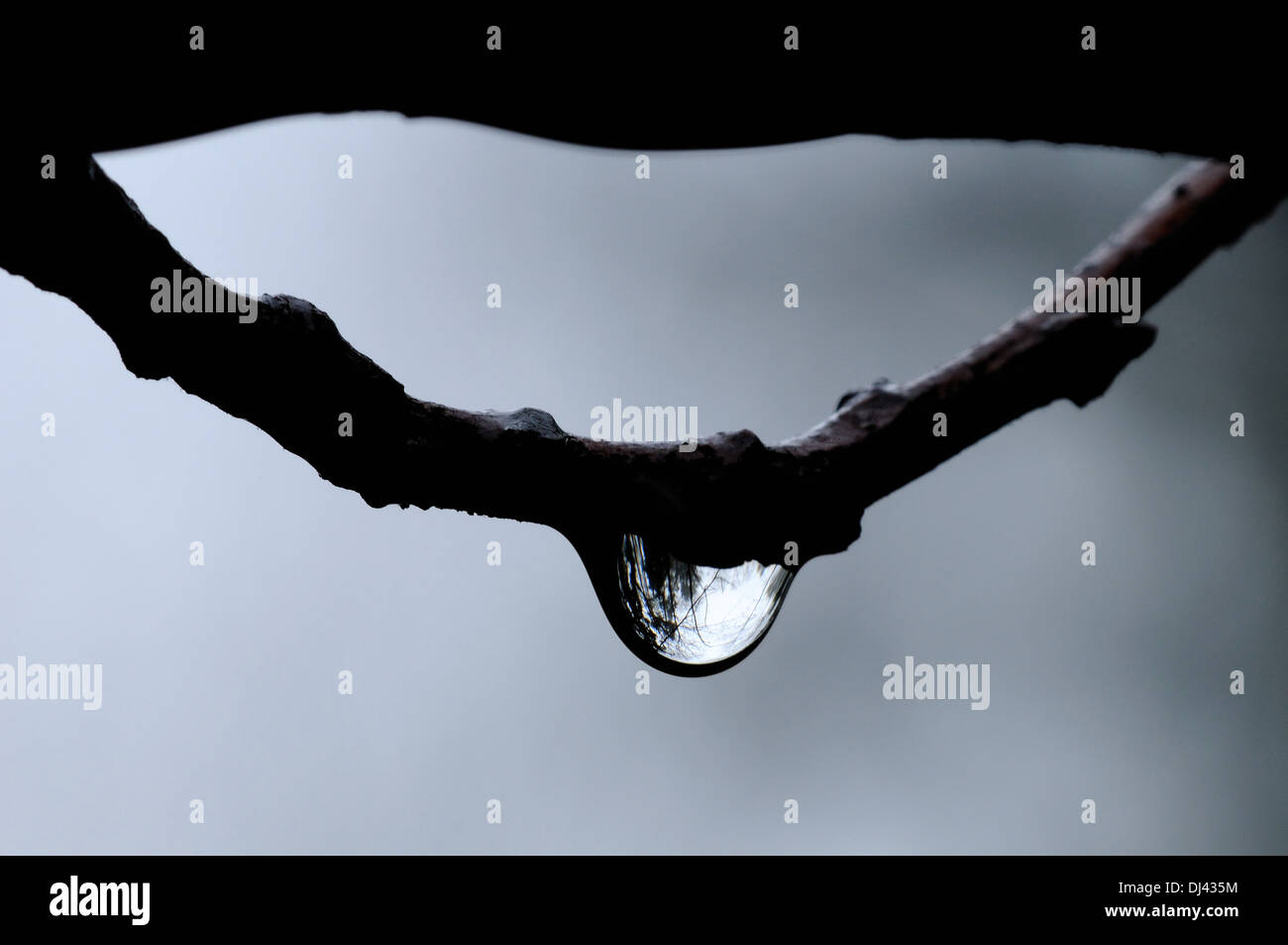 Water drops hanging from a branch Stock Photo - Alamy