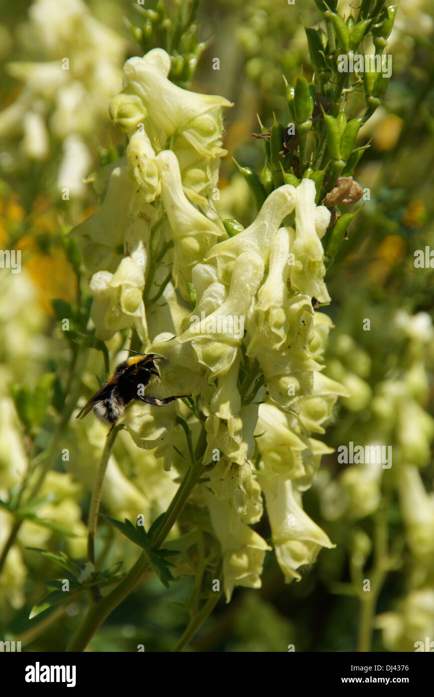 Aconites monkshood hi-res stock photography and images - Alamy