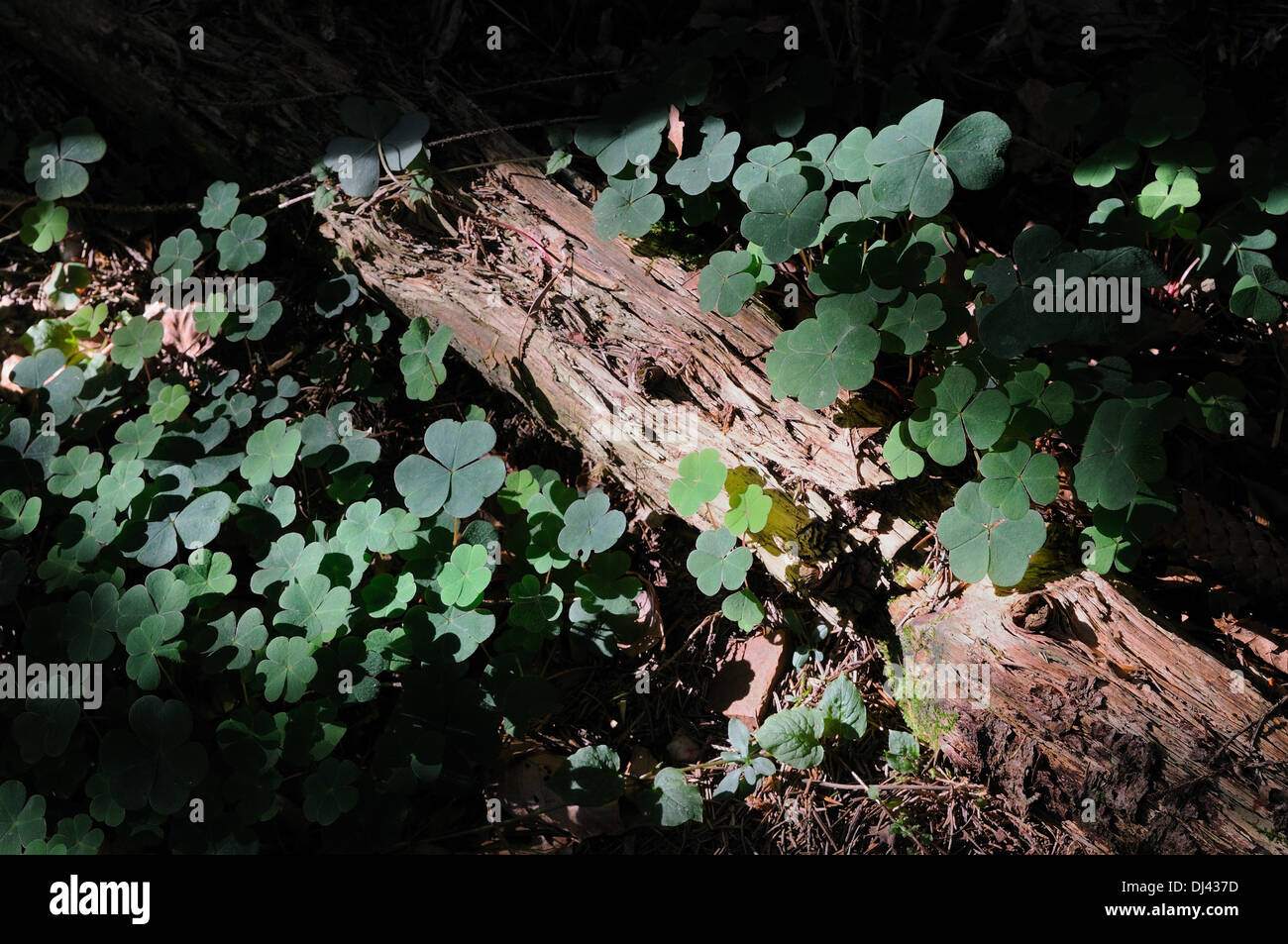 Undergrowth forest floor Stock Photo - Alamy