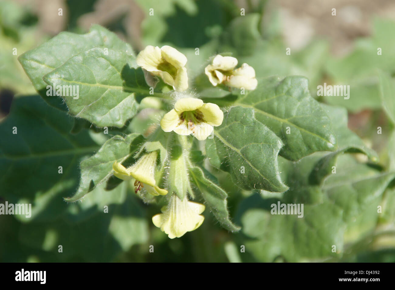 Black henbane hi-res stock photography and images - Alamy