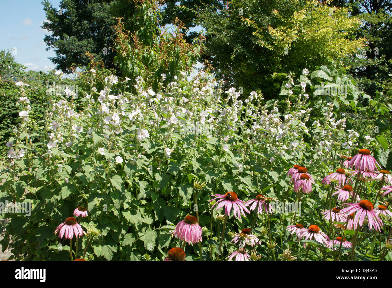 Marsh mallow plant hi-res stock photography and images - Alamy