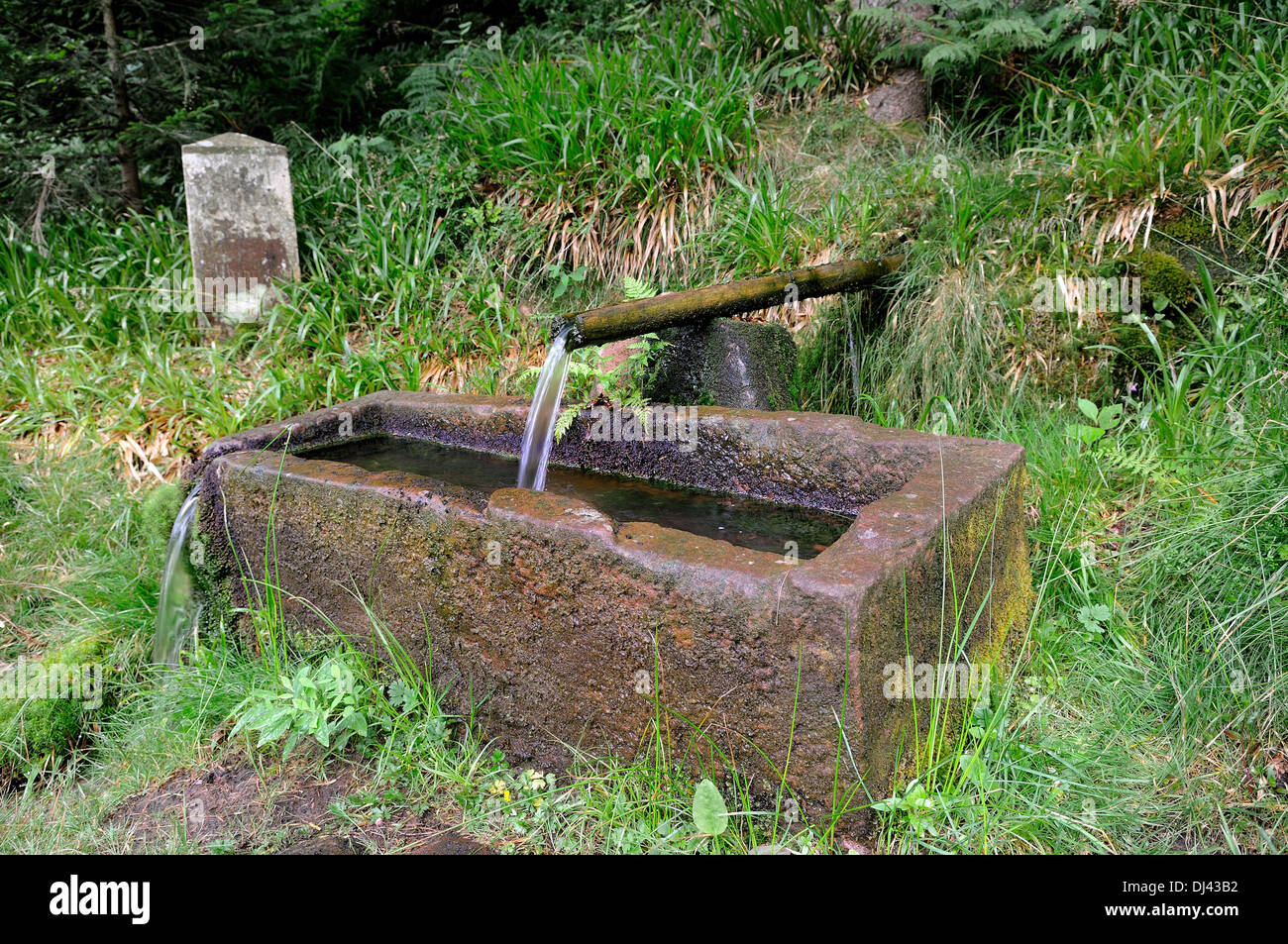 Water source Schwarzwald Germany Stock Photo - Alamy
