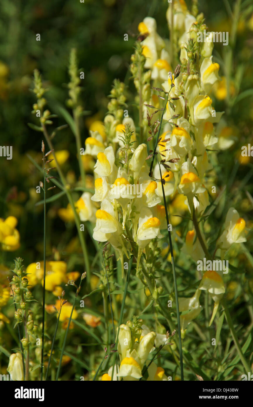 Common toadflax hi-res stock photography and images - Alamy