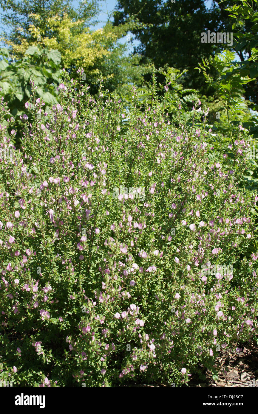 Spiny restharrow hi-res stock photography and images - Alamy