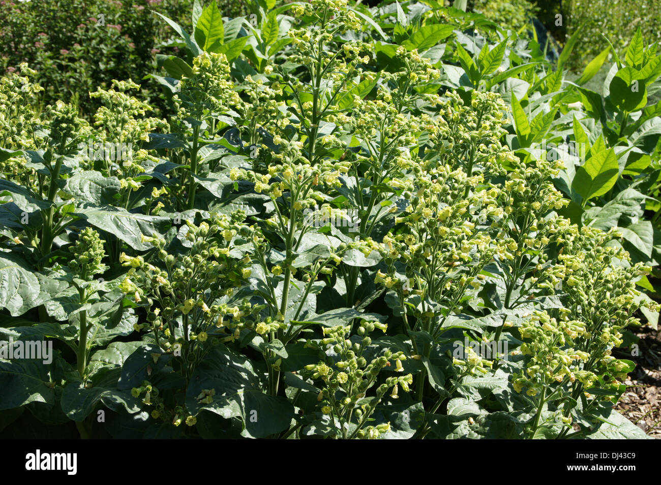 Nicotiana rustica hi-res stock photography and images - Alamy
