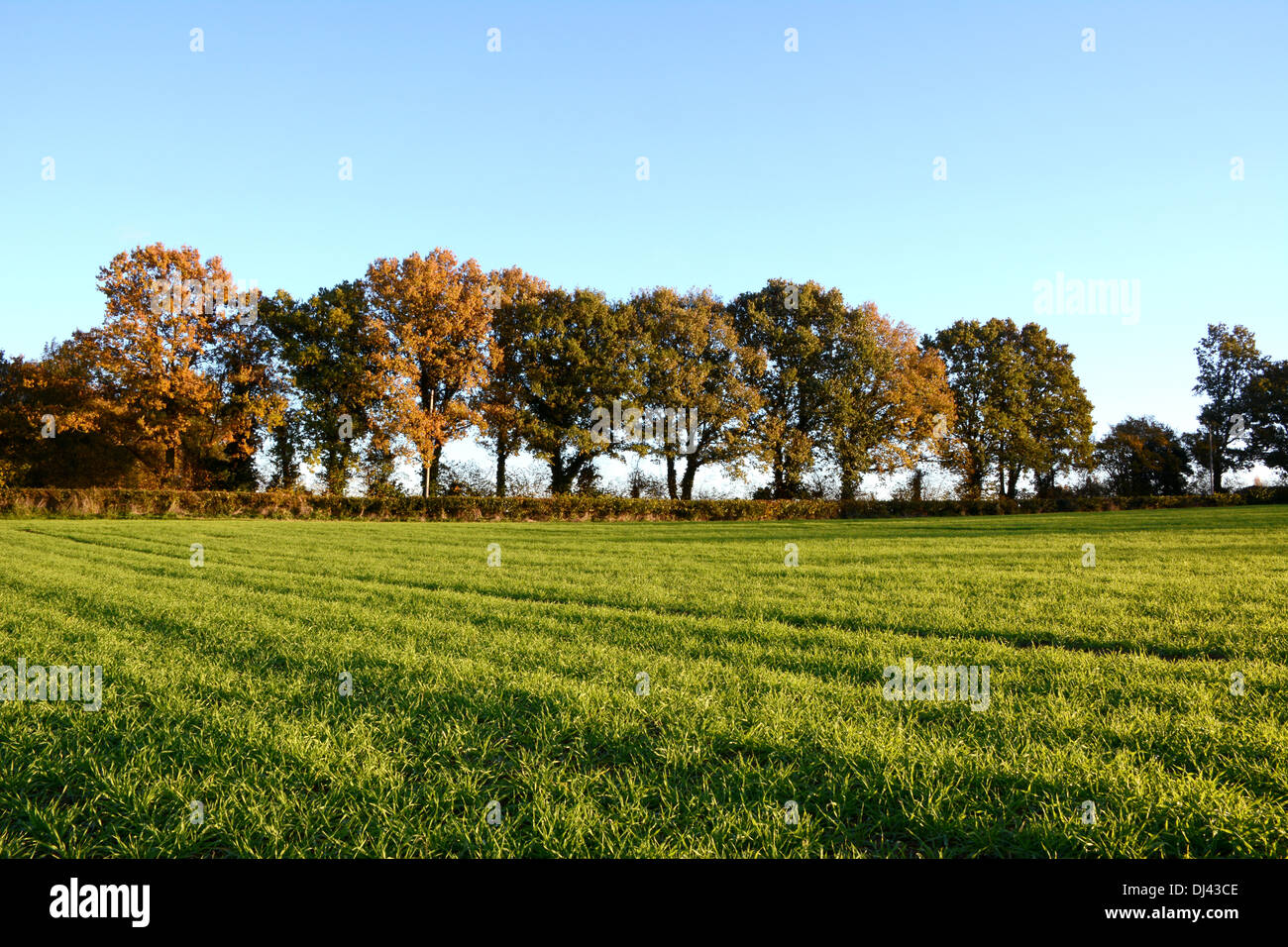 Autumnal trees edge a farm field in Kent, England Stock Photo - Alamy