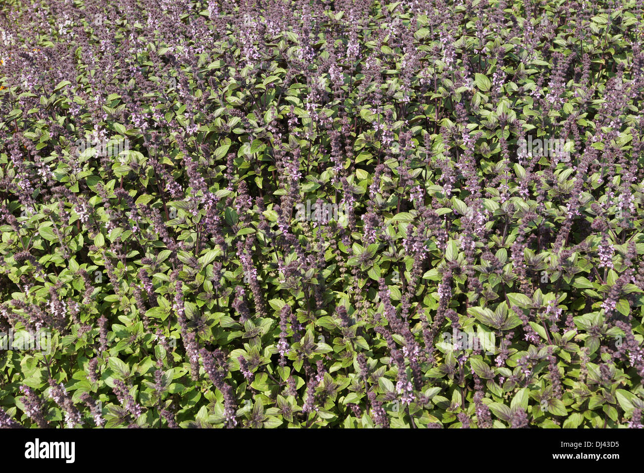 Ocimum basilicum Magic Blue, Basilikum, basil Stock Photo - Alamy