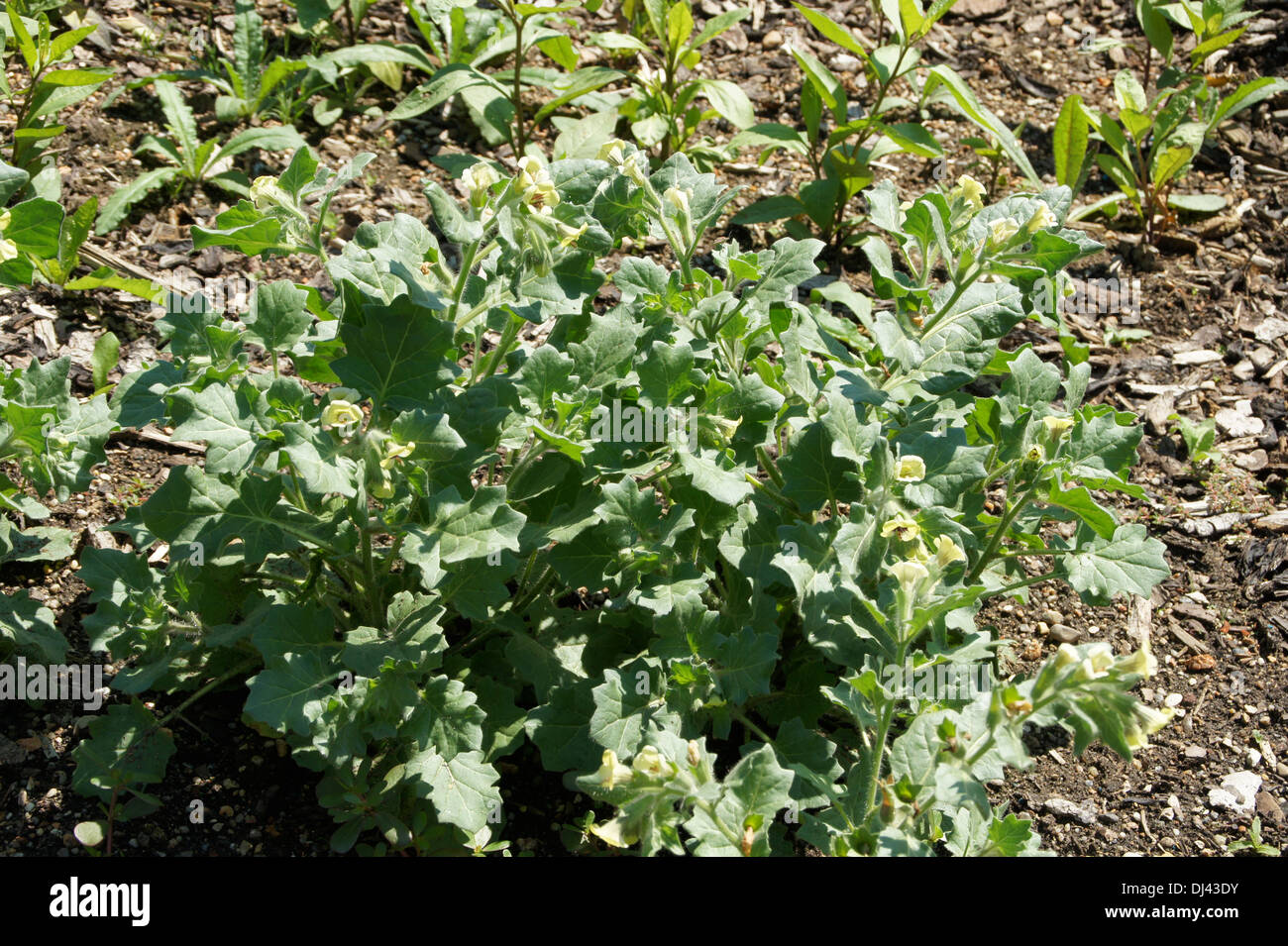 White Henbane Stock Photos & White Henbane Stock Images - Alamy
