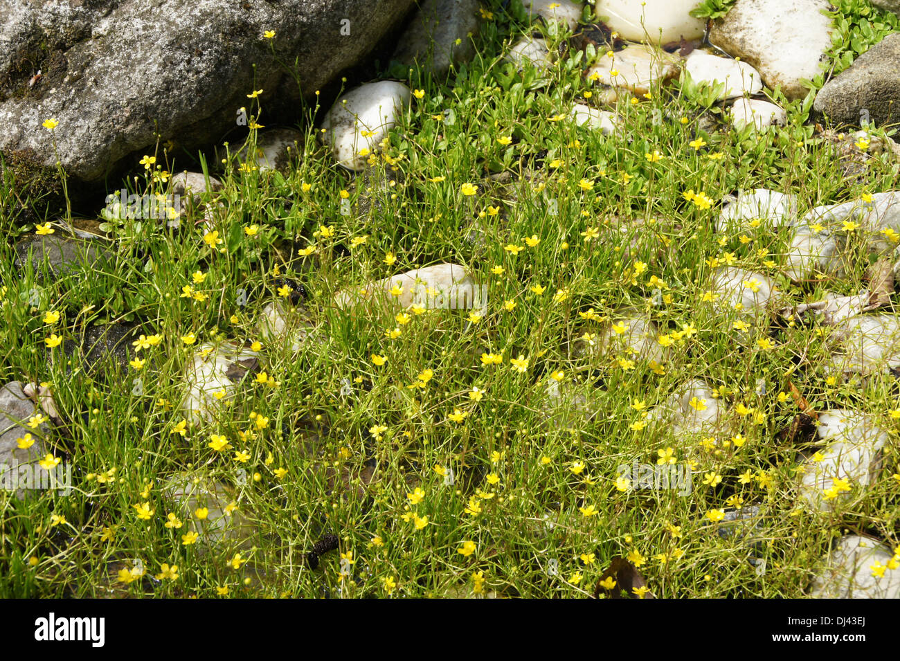 Meadow with creeping buttercups hi-res stock photography and images - Alamy