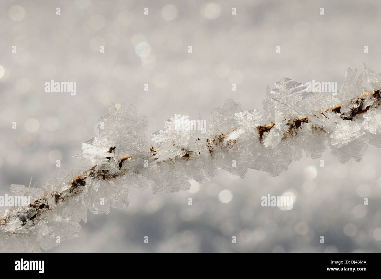 Frosty shapes hi-res stock photography and images - Alamy