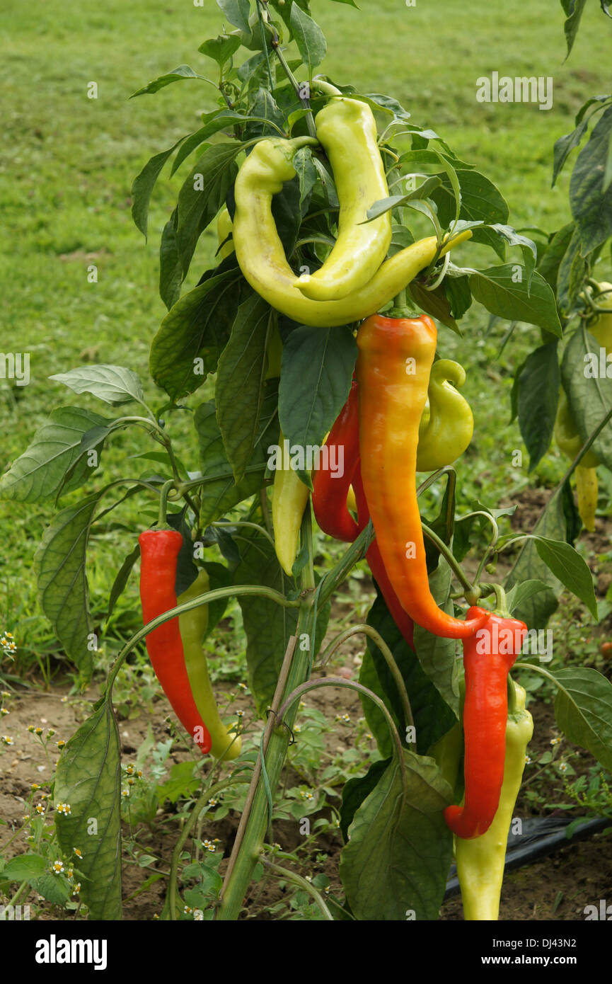 Capsicum hi-res stock photography and images - Alamy