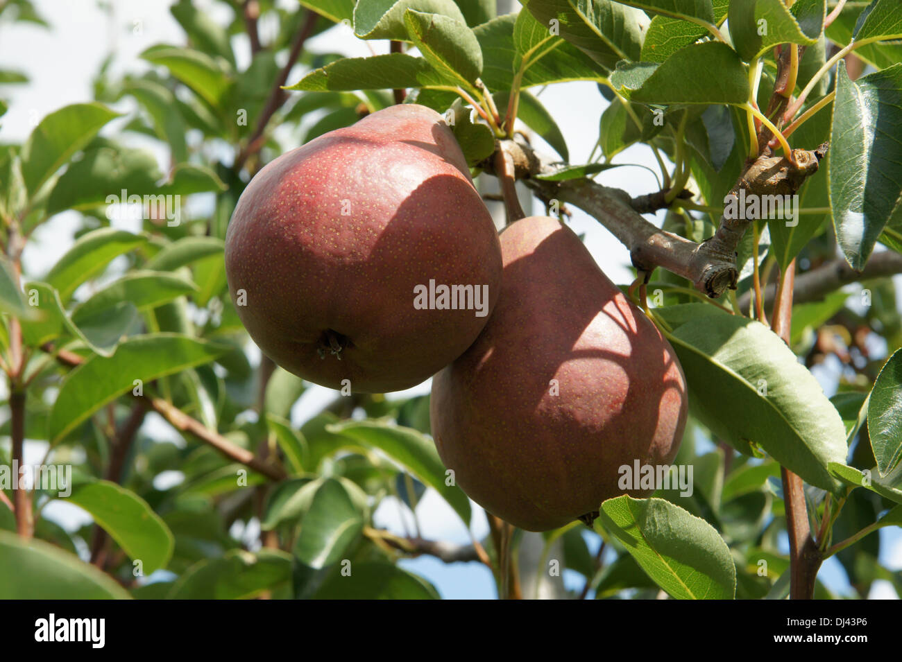 Pyrus communis Rote Williams, Birnen, pears Stock Photo - Alamy