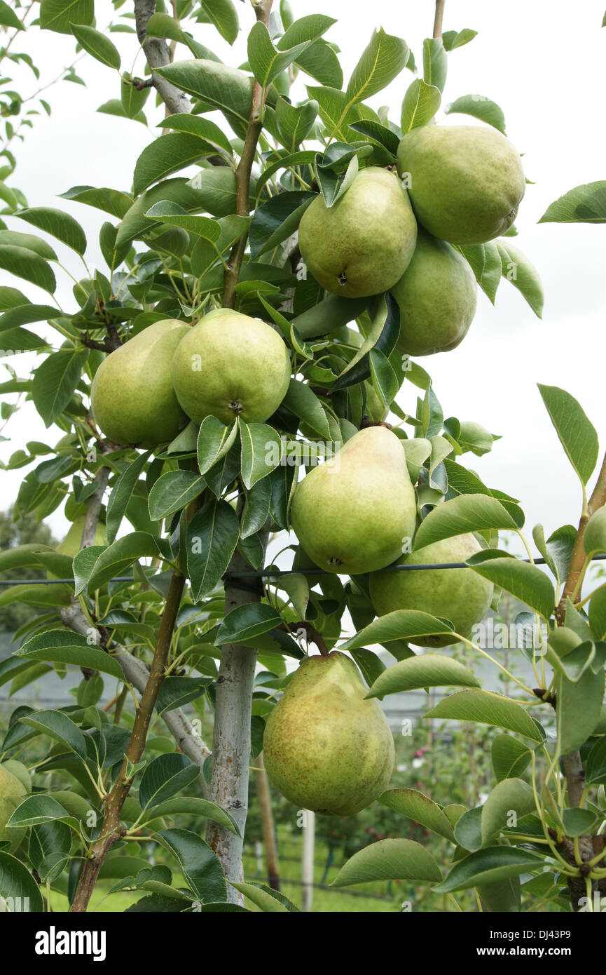 Pyrus communis Williams Christ, Birnen, pears Stock Photo - Alamy