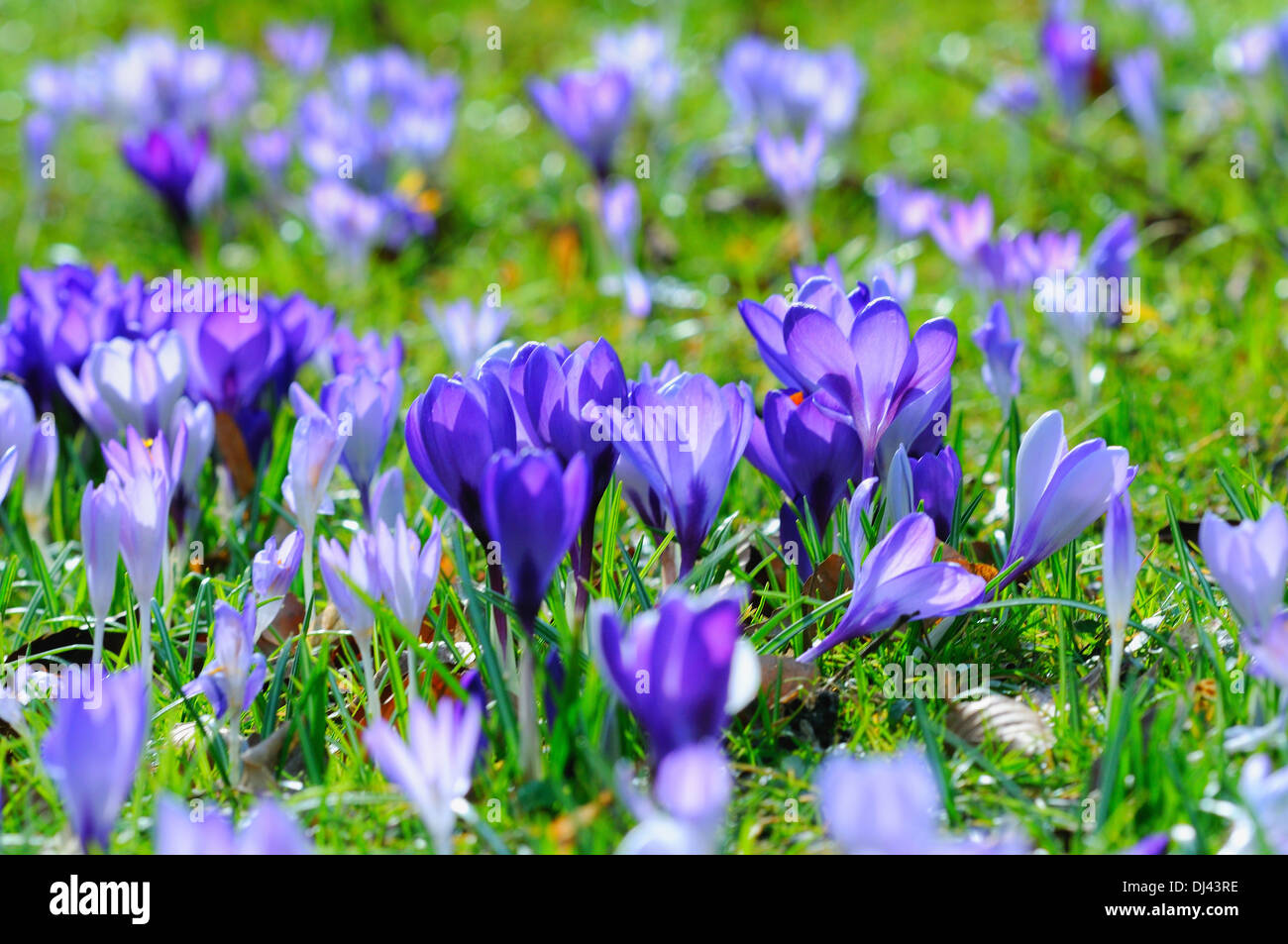 Crocus field hi-res stock photography and images - Alamy