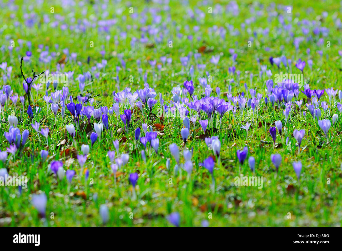 Crocus field hi-res stock photography and images - Alamy