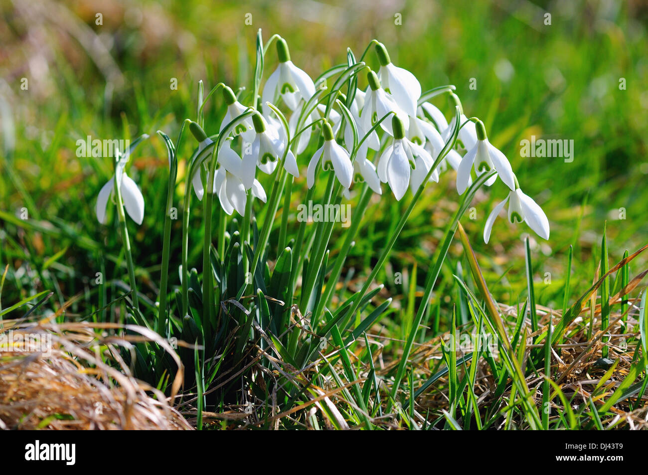 Schneeglocke hi-res stock photography and images - Alamy