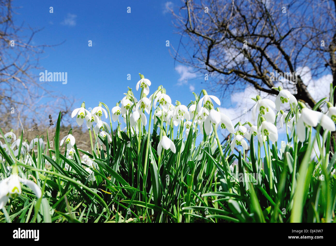 Schneeglocke High Resolution Stock Photography and Images - Alamy