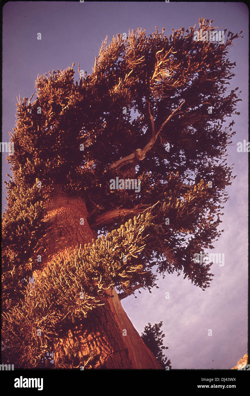 A tree shaped by strong winds stands as a natural testament to the ...