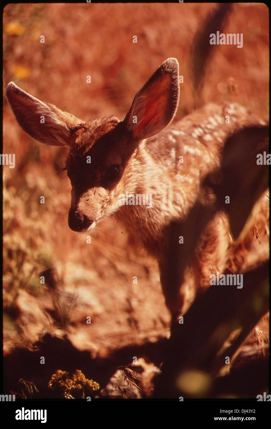 A two-week-old fawn, orphaned after its mother was struck by an ...