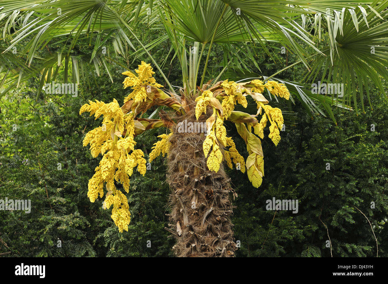 Chinese windmill palm tree hi-res stock photography and images - Alamy