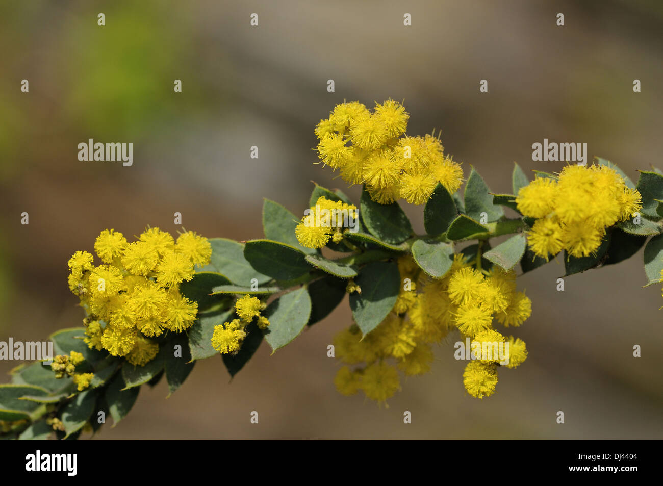 Acacia australien hi-res stock photography and images - Alamy