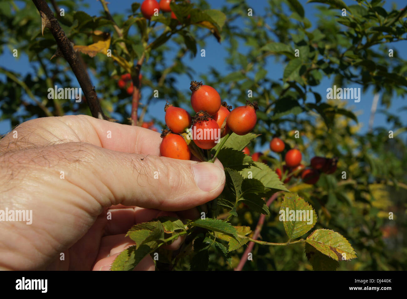 Hundsrose hi-res stock photography and images - Alamy