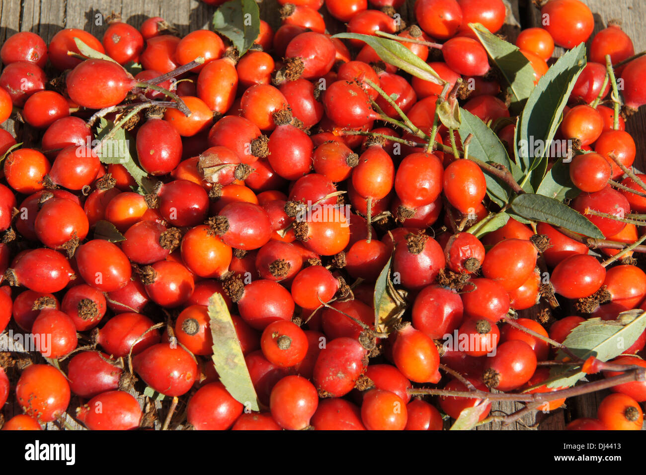 Rosa glauca flower hi-res stock photography and images - Alamy