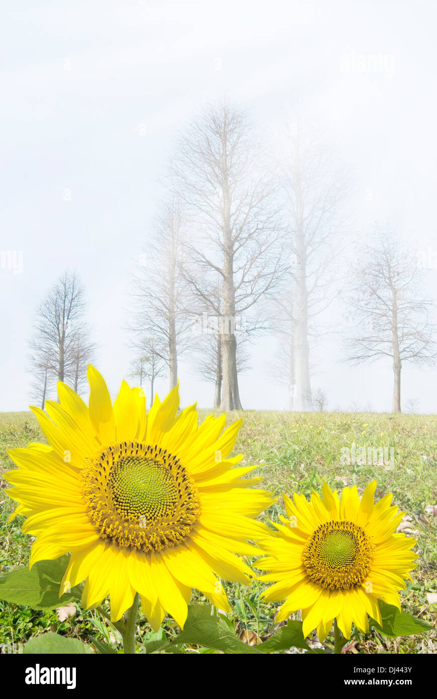 Spring is coming Stock Photo - Alamy