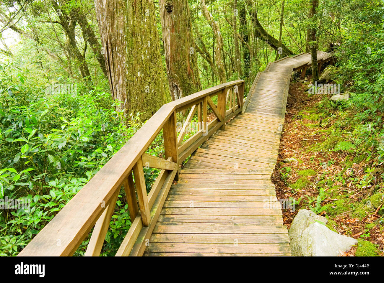 The way into nature Stock Photo - Alamy
