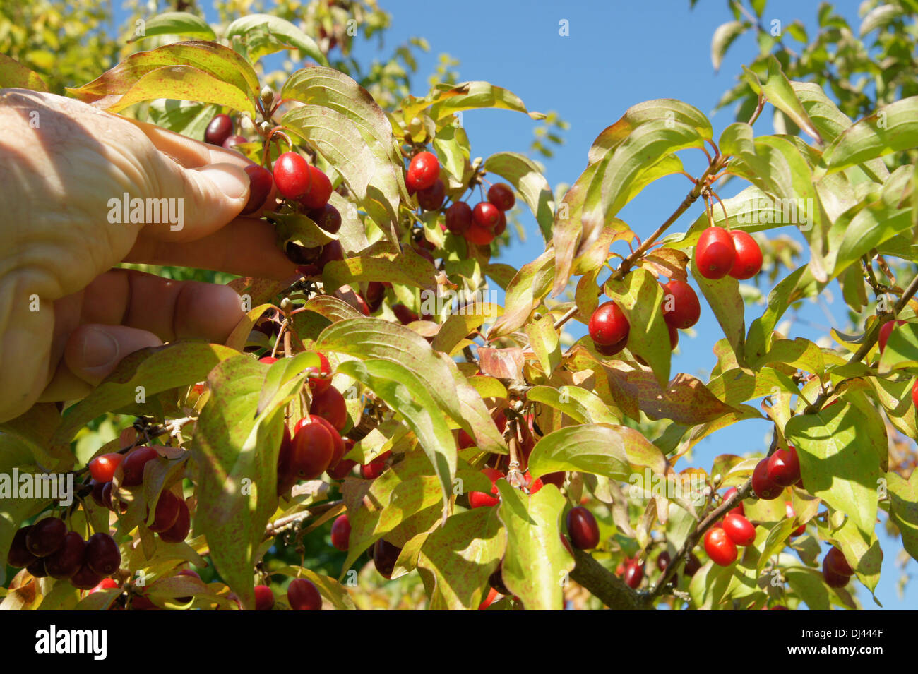 Cornus mas kornelkirsche hi-res stock photography and images - Alamy