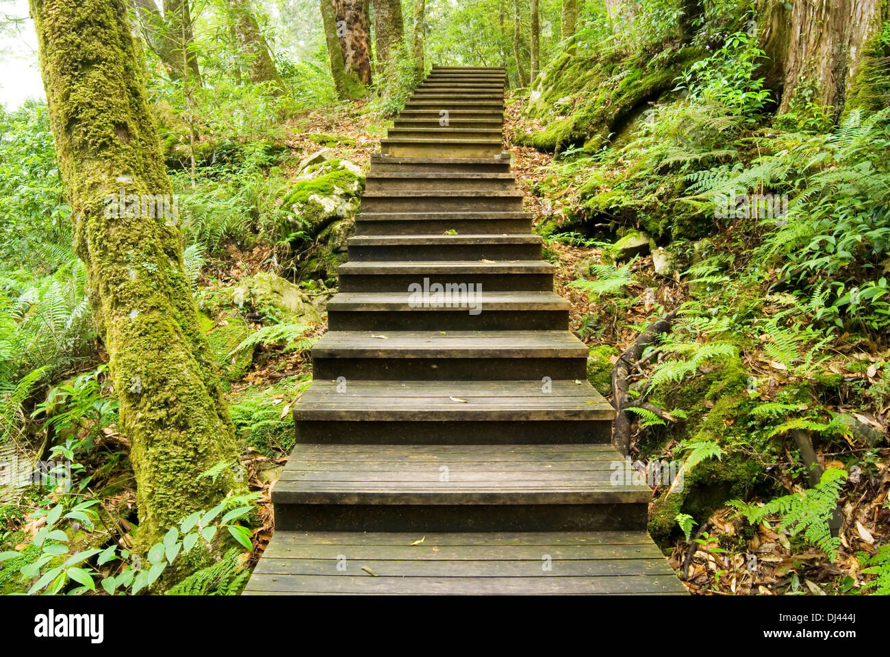 Wooden walkway into the forest Stock Photo - Alamy