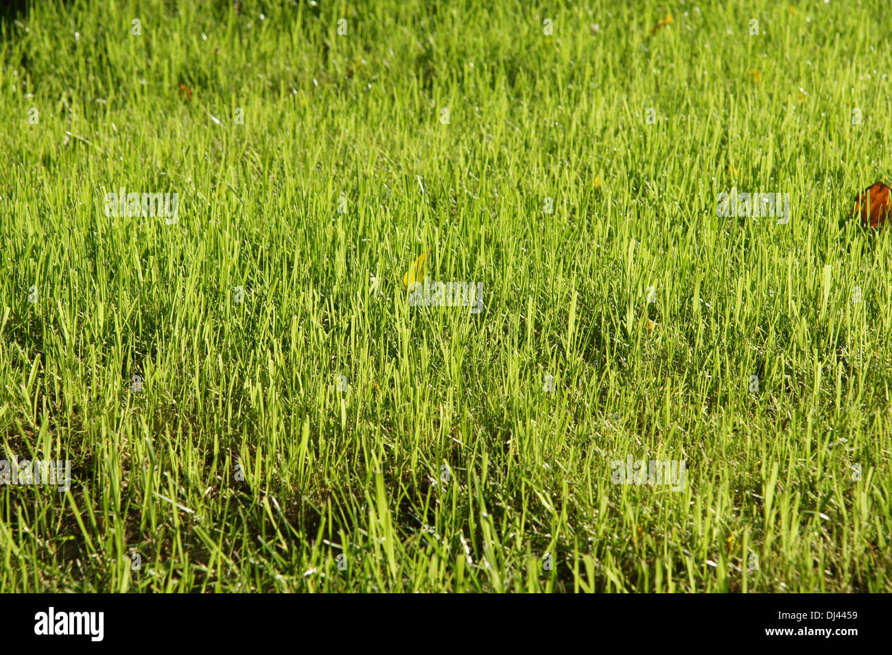 Rasen rasen hi-res stock photography and images - Alamy