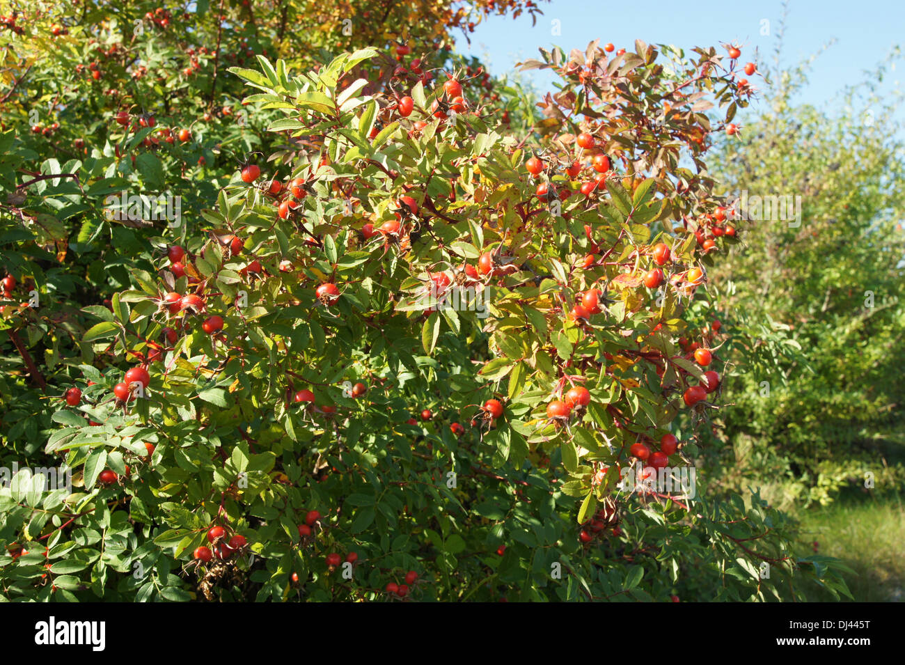 Rosa nitida, Glanzrose, shining rose Stock Photo - Alamy