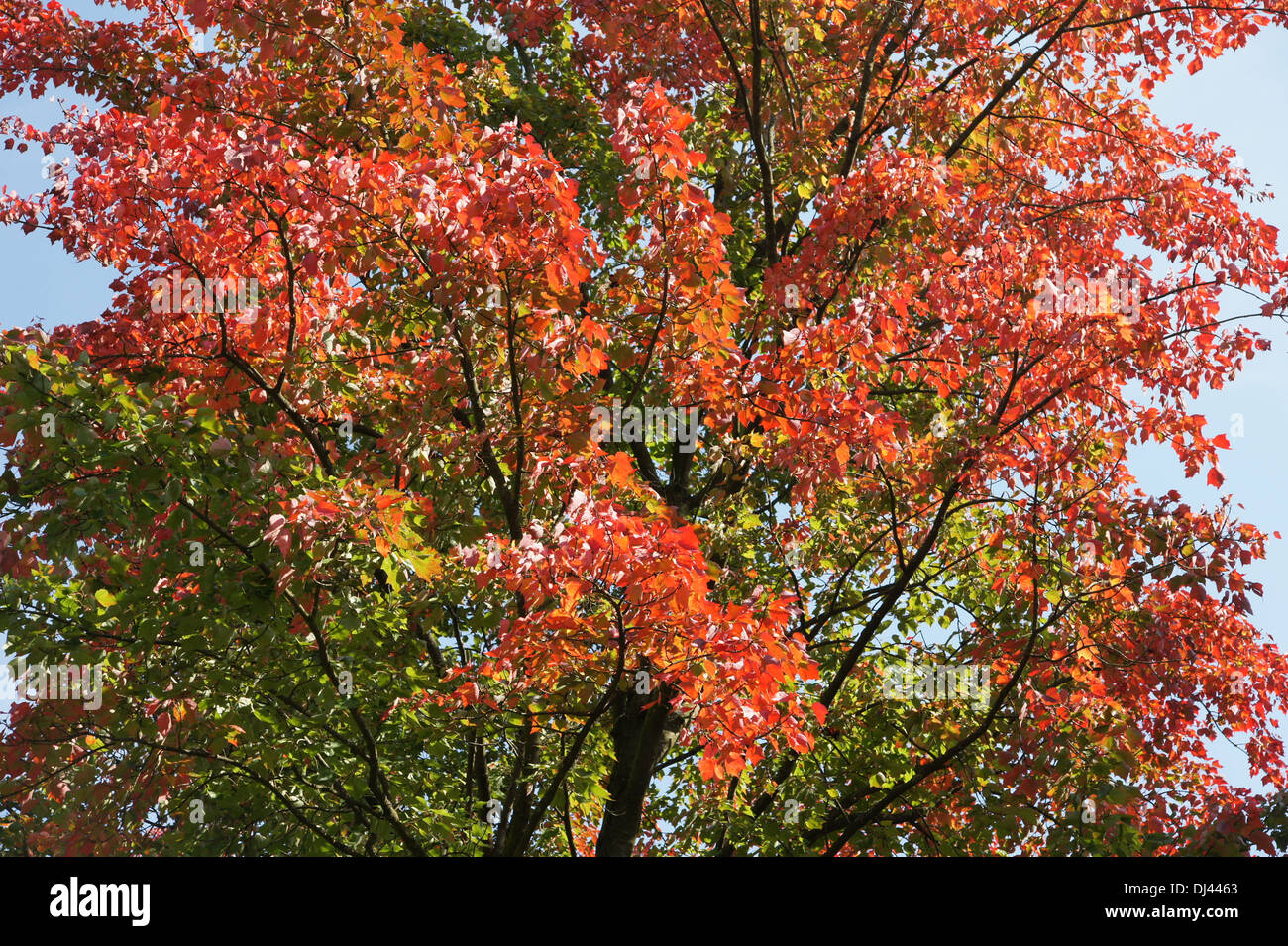 Acer rubrum maple leaves hi-res stock photography and images - Alamy