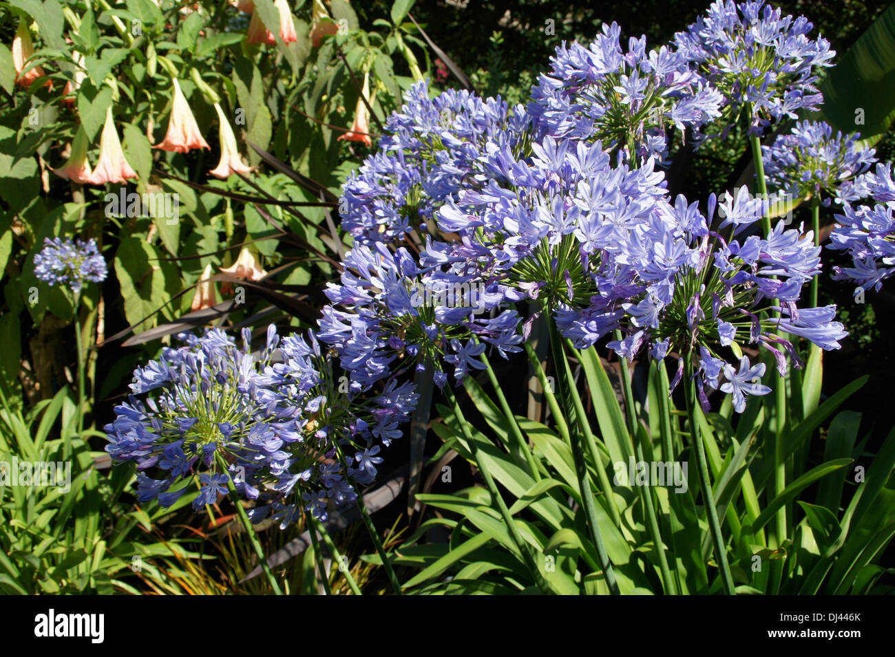African Lily High Resolution Stock Photography and Images - Alamy