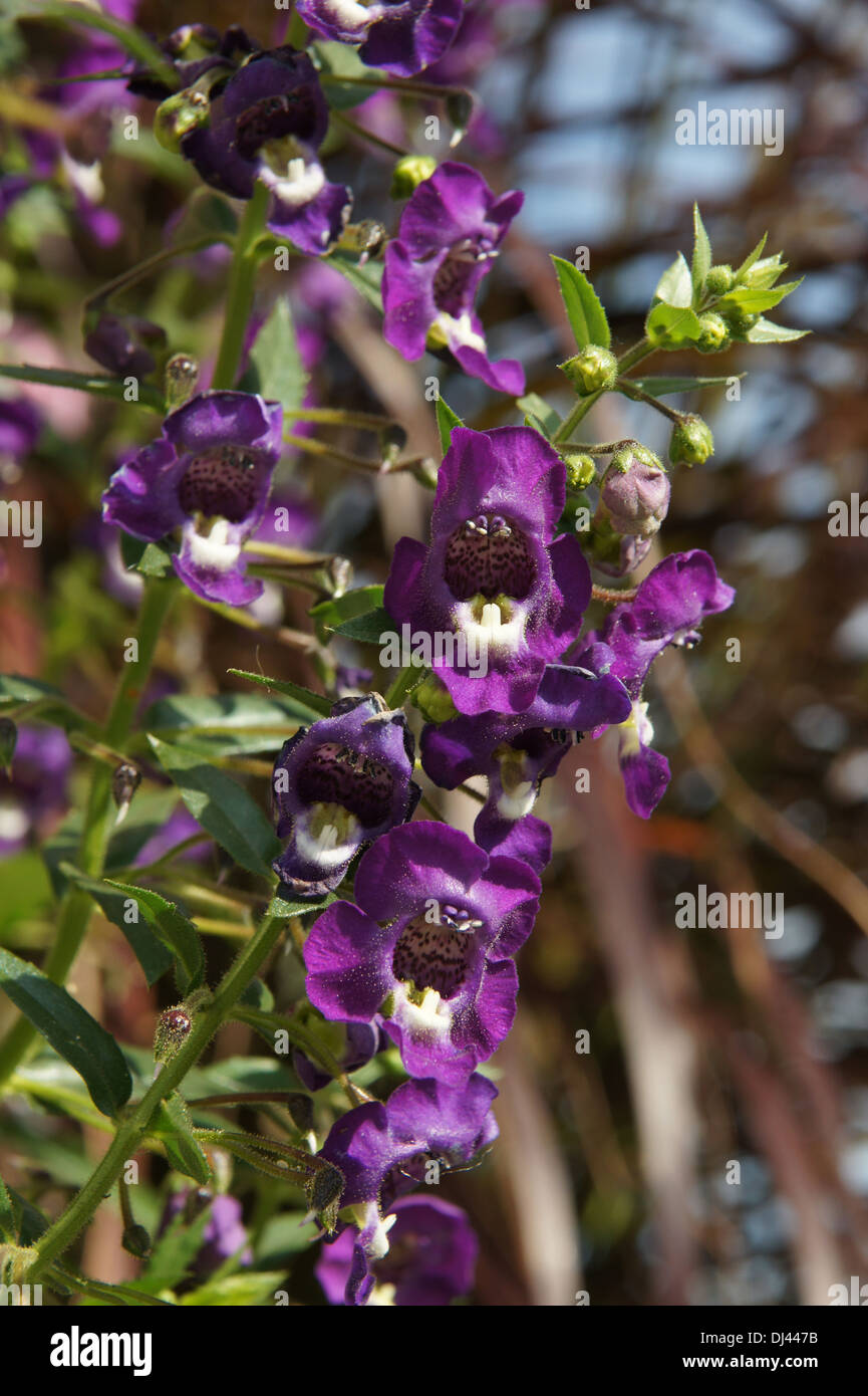 Angelonia angustifolia hi-res stock photography and images - Alamy