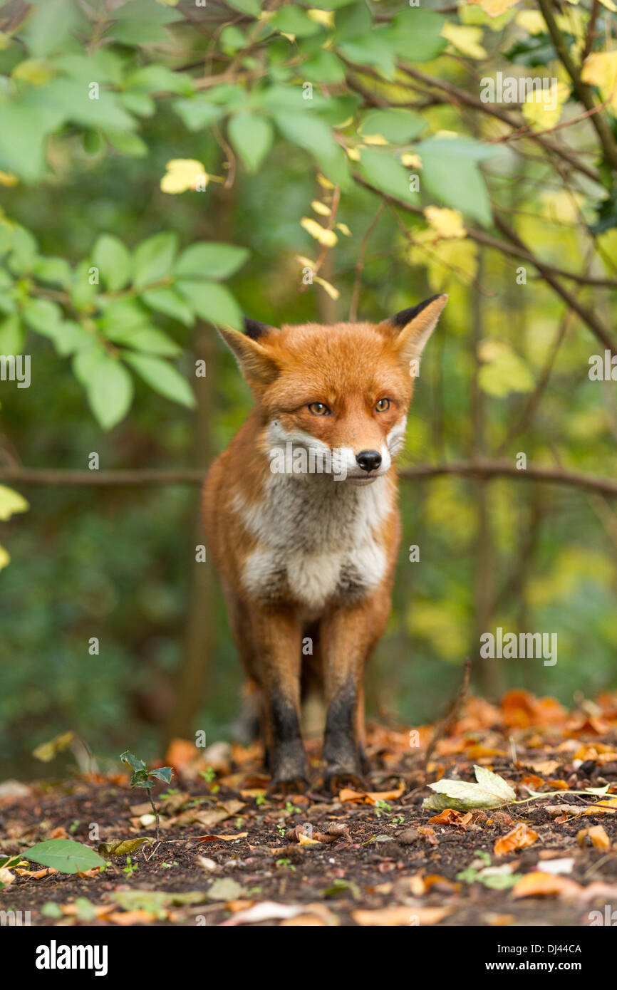 Male UK Red Fox in the wild surrounded by trees and fallen autumn ...