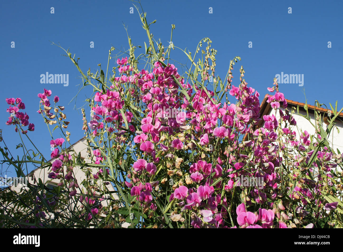 Very swet hi-res stock photography and images - Alamy