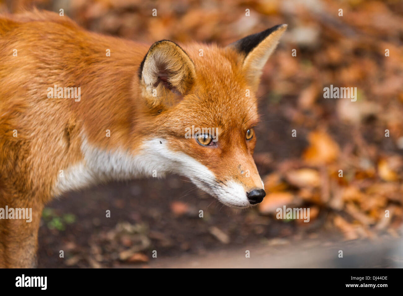Male fox uk hi-res stock photography and images - Alamy